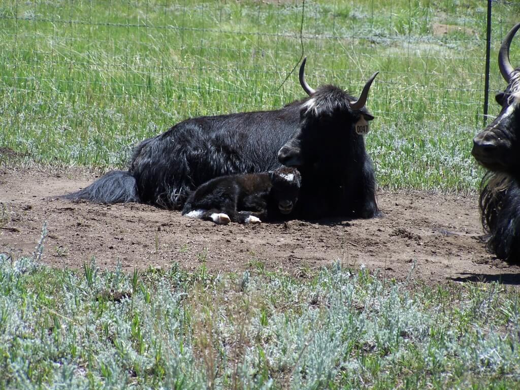 Raising Yaks: Why You Should Consider This Option?